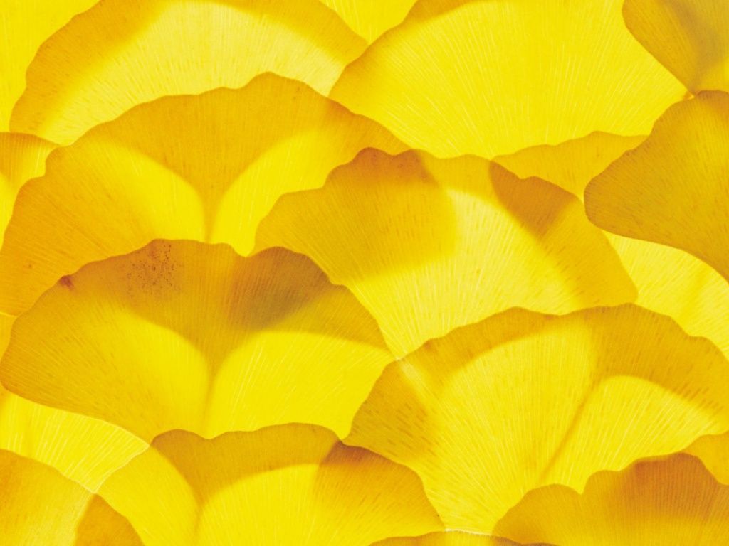 Ginkgo Wallpapers - Wallpaper Cave