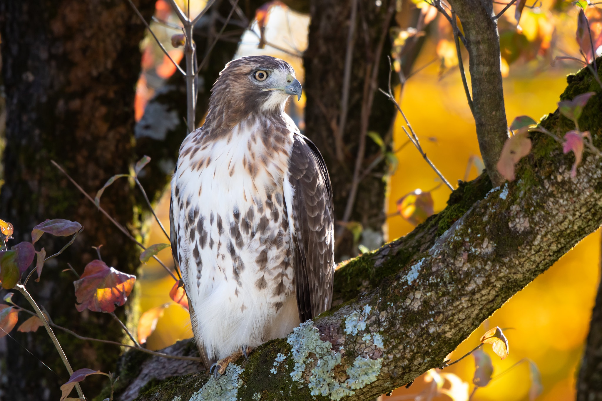 Buzzard Wallpapers - Wallpaper Cave