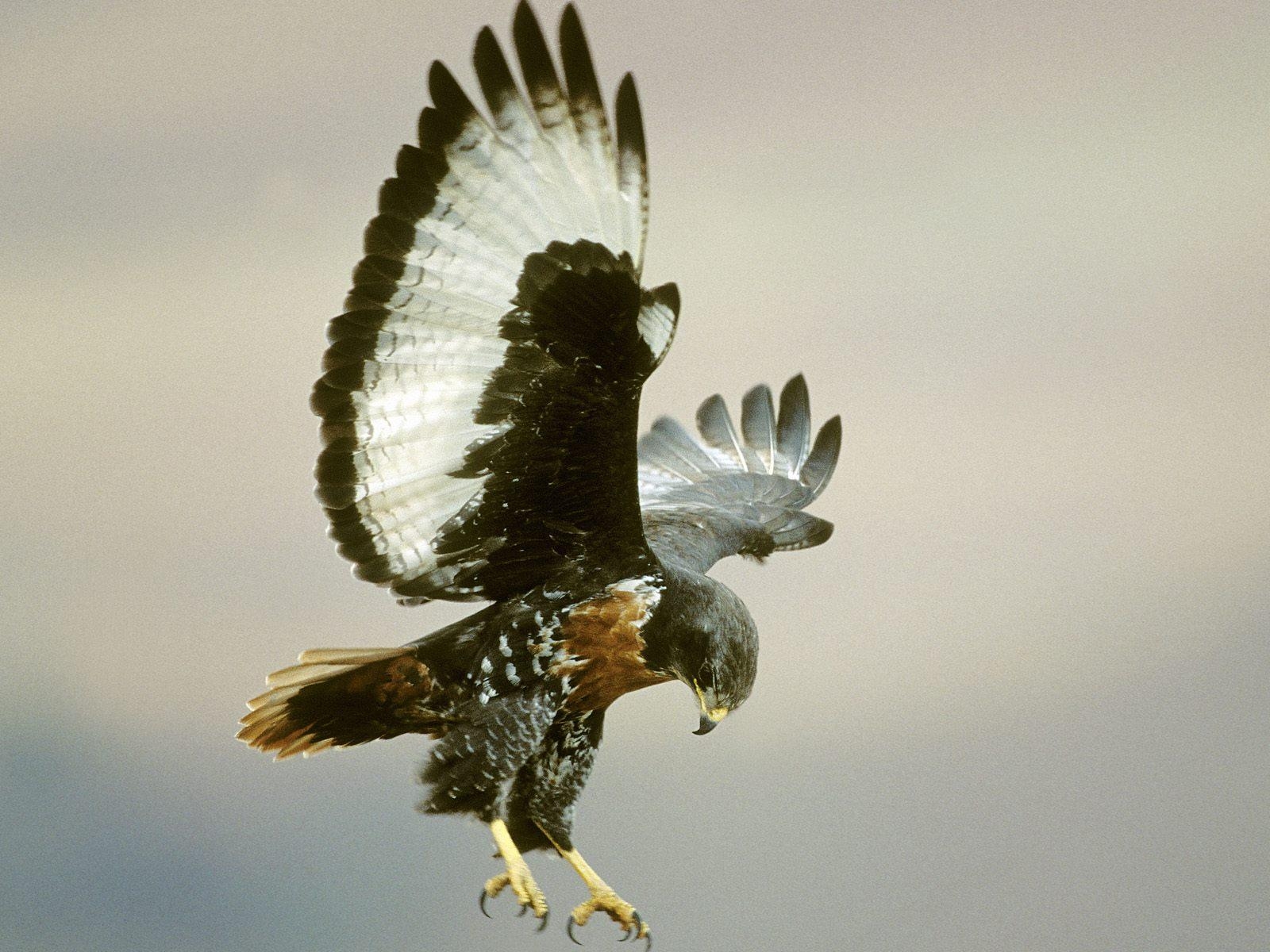 Buzzard Wallpapers - Wallpaper Cave