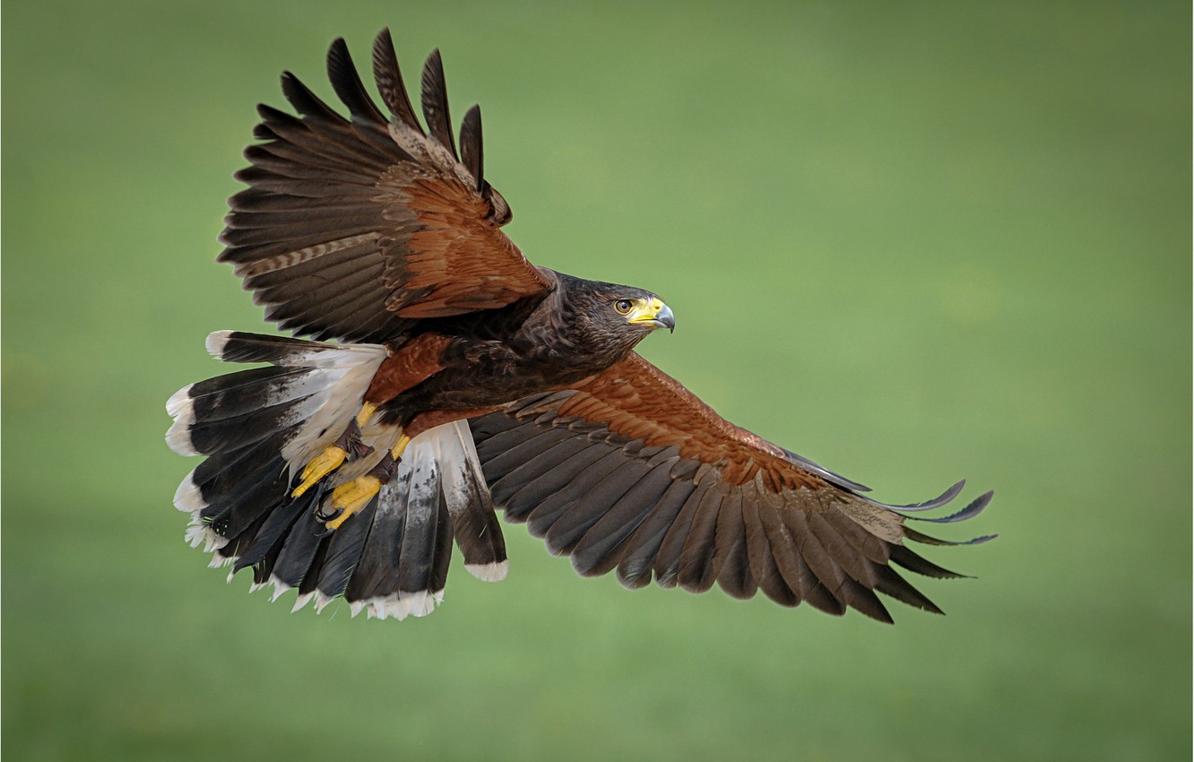 Buzzard Wallpapers - Wallpaper Cave