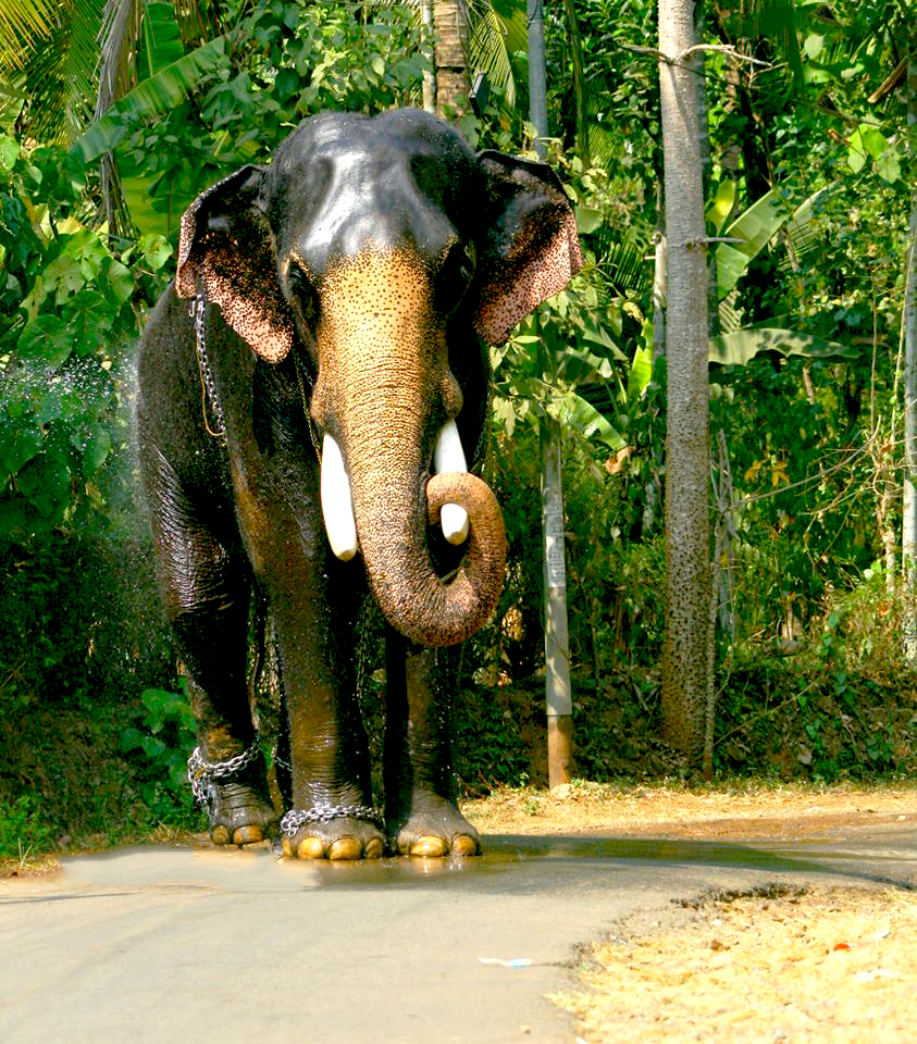 Chirakkal Kalidasan Wallpapers - Wallpaper Cave