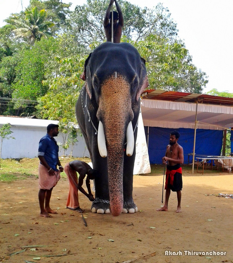 Chirakkal Kalidasan Wallpapers - Wallpaper Cave