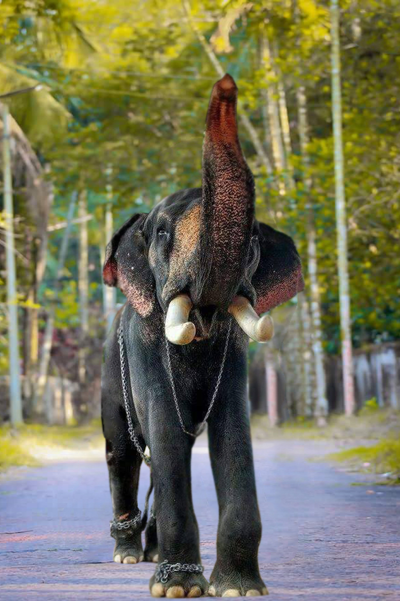 Chirakkal Kalidasan Wallpapers - Wallpaper Cave