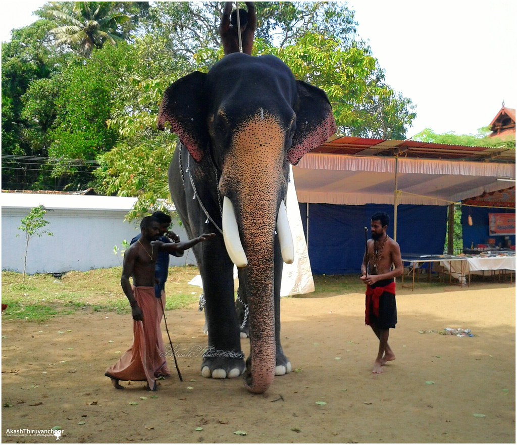 Chirakkal Kalidasan Wallpapers - Wallpaper Cave