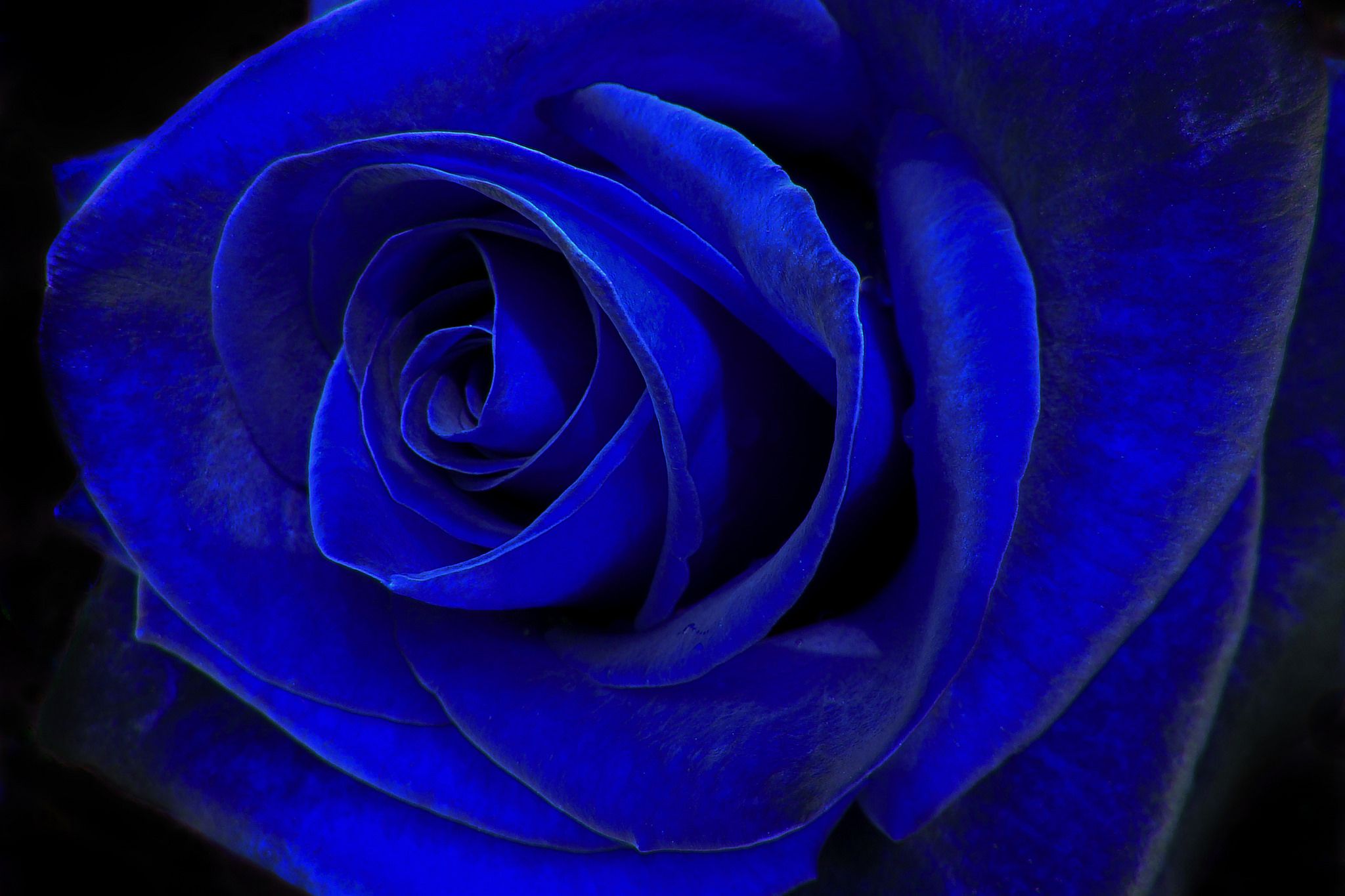 Blue Crystal Rose Wallpapers - Wallpaper Cave