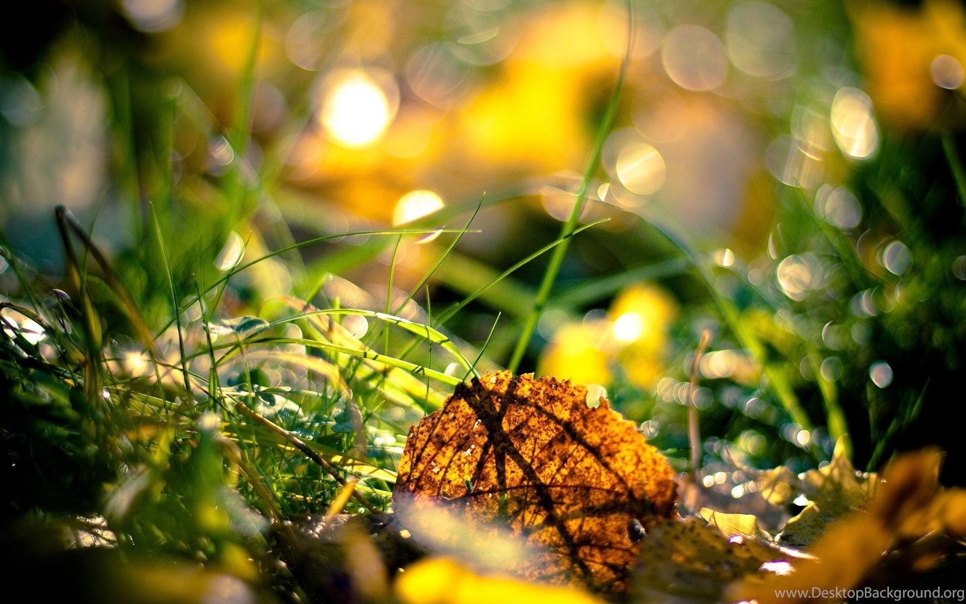 Very Nice Wallpapers - Wallpaper Cave