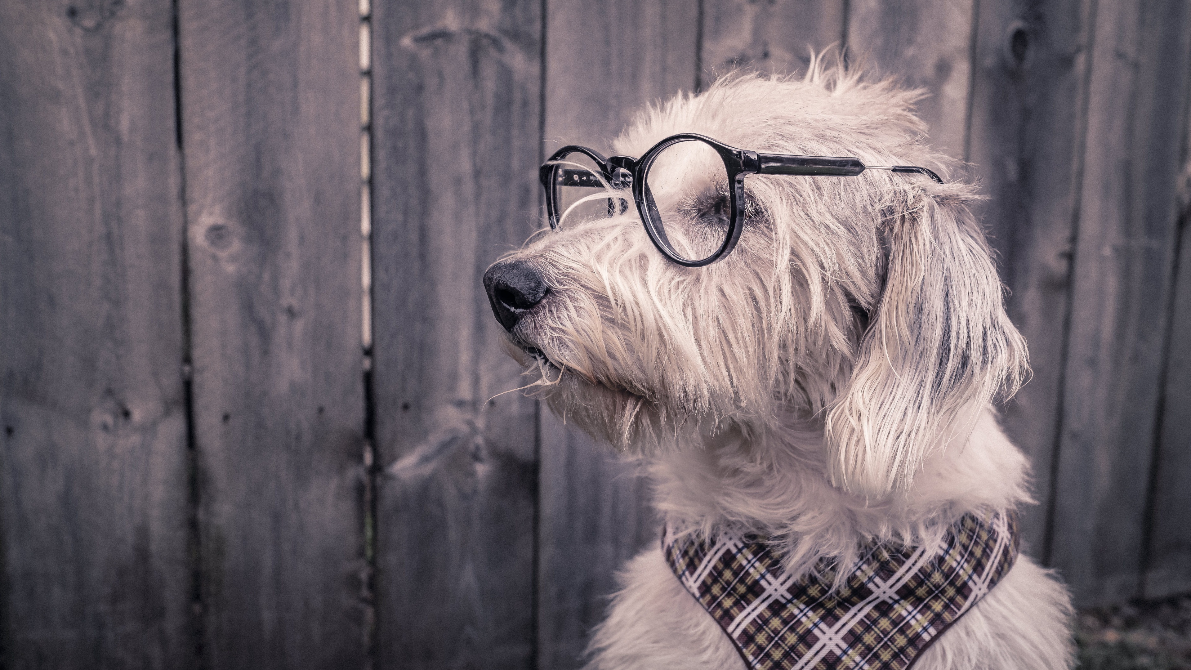 Dog With Glasses Wallpapers - Wallpaper Cave