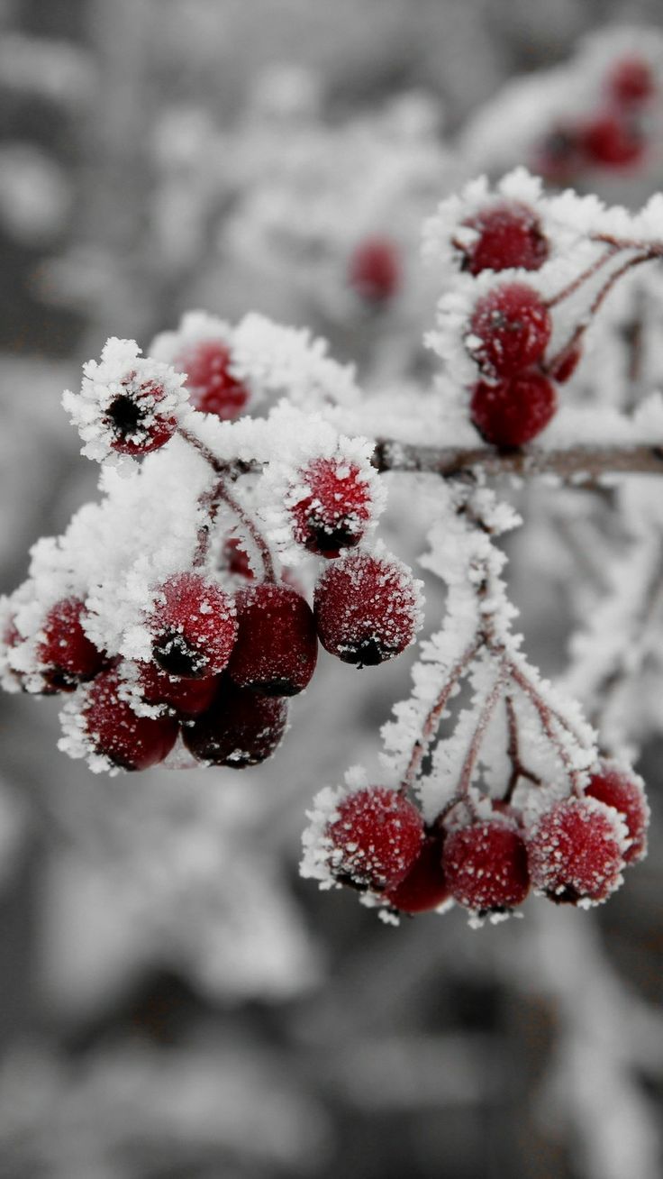 Cranberry Winter Wallpapers - Wallpaper Cave