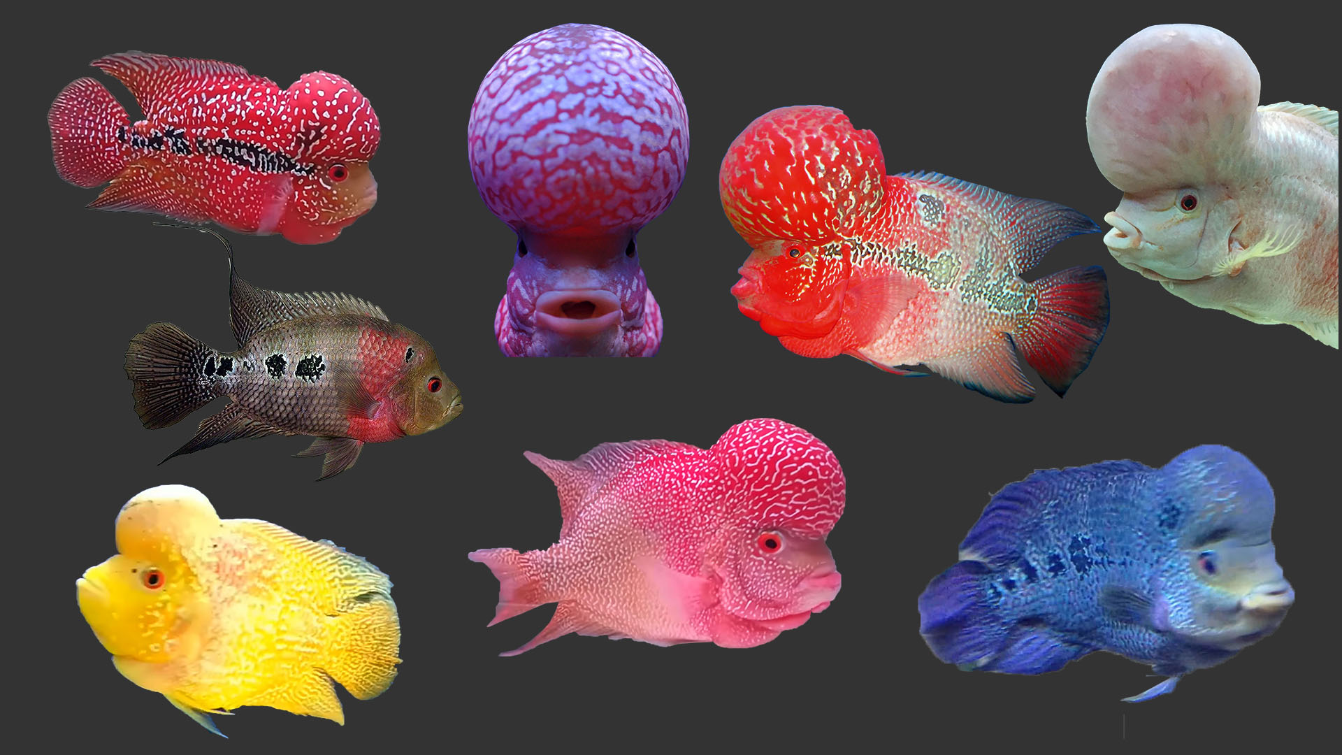 Flowerhorn Fish Wallpapers - Wallpaper Cave
