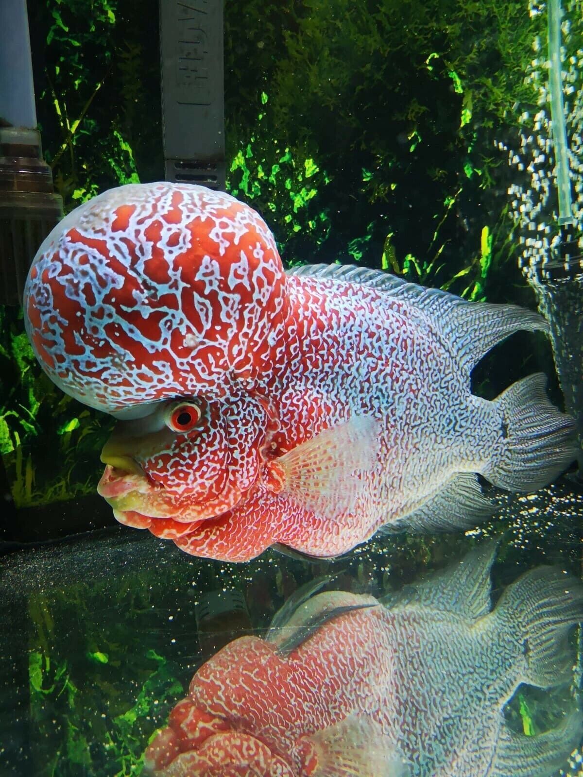 Flowerhorn Fish Wallpapers - Wallpaper Cave