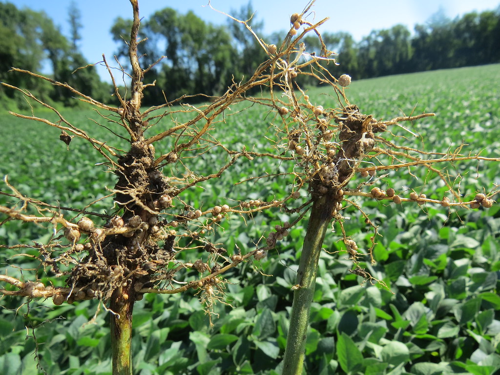 Soybean Wallpapers - Wallpaper Cave