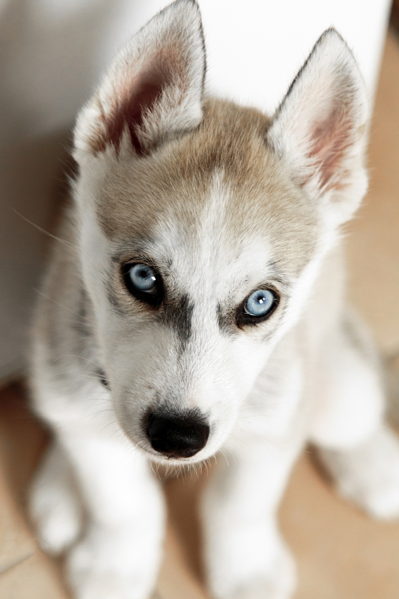 Puppy Eyes Wallpapers - Wallpaper Cave