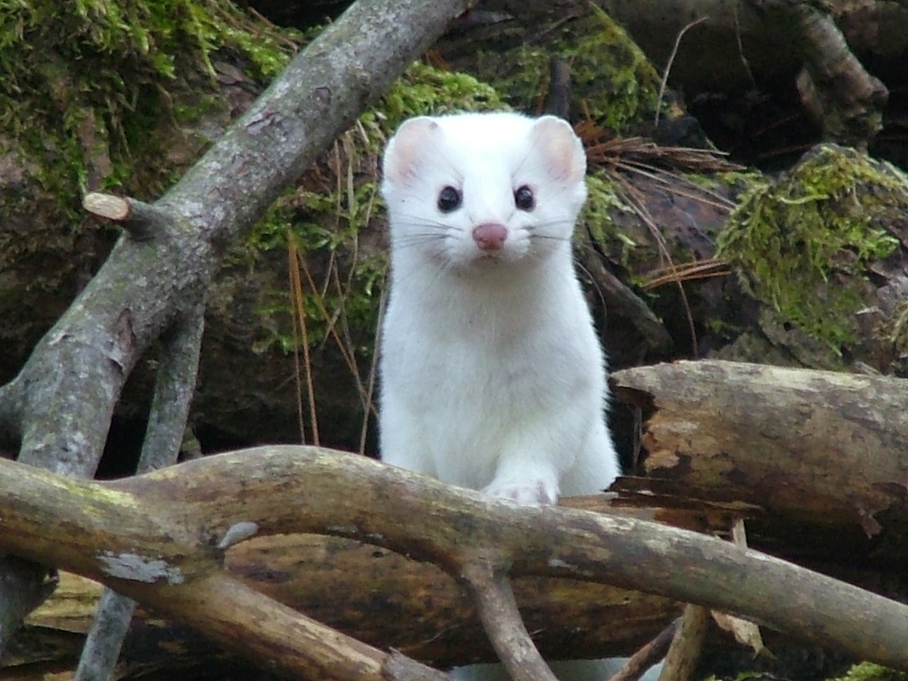 Ermine Wallpapers - Wallpaper Cave
