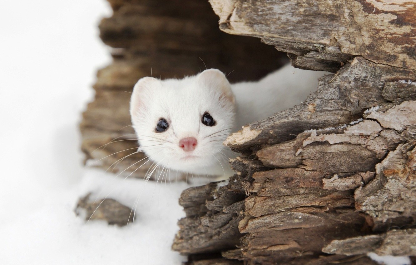 Ermine Wallpapers - Wallpaper Cave