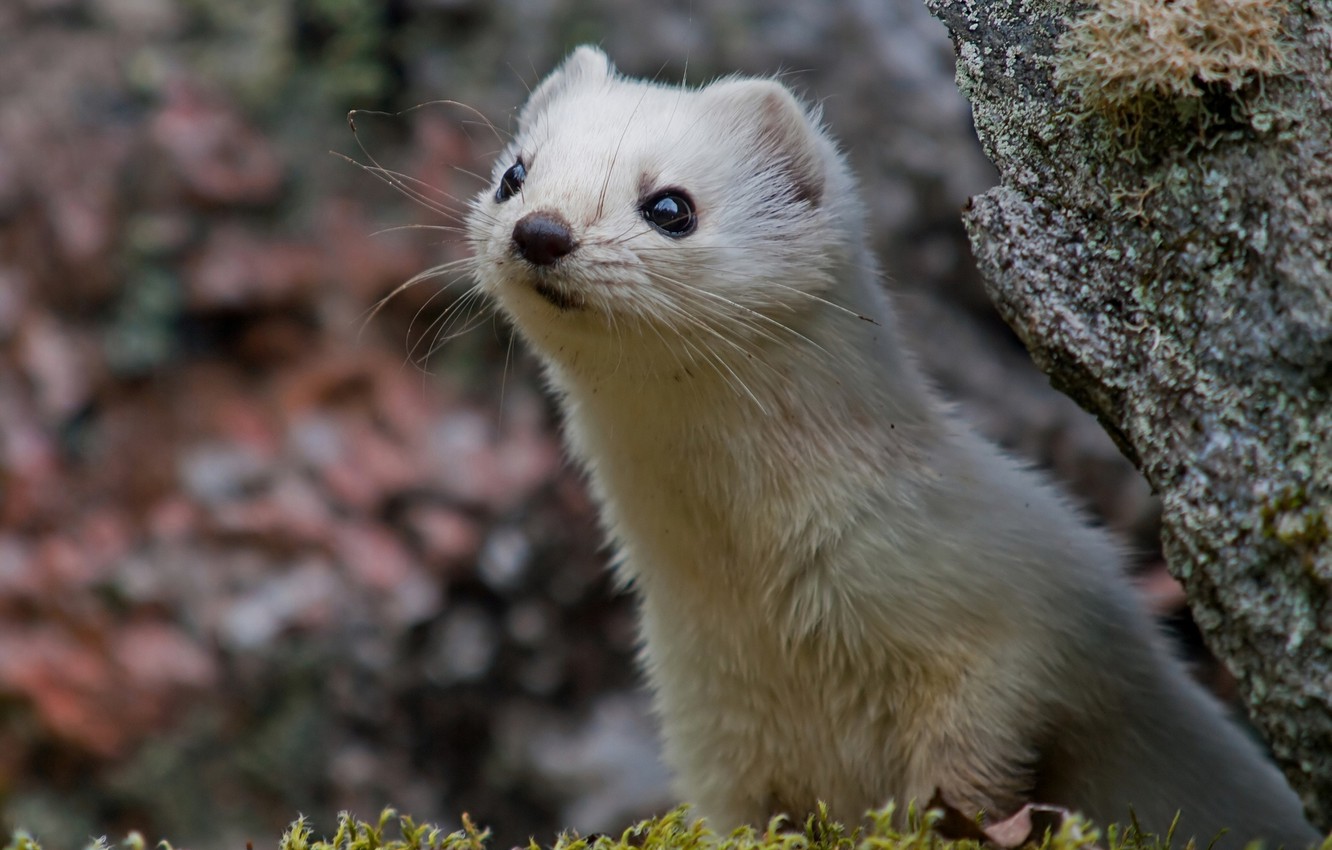 Ermine Wallpapers - Wallpaper Cave