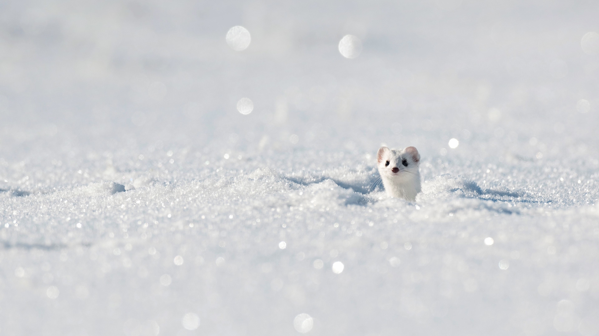 Ermine Wallpapers - Wallpaper Cave