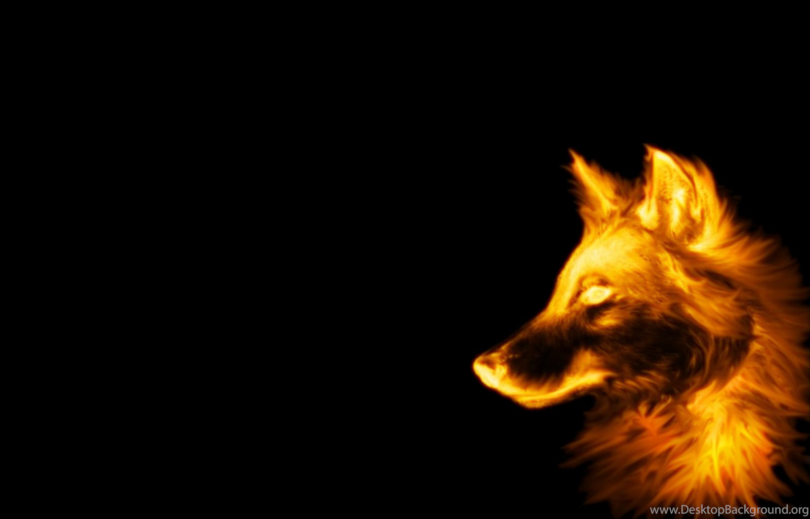 Golden Wolf Wallpapers - Wallpaper Cave