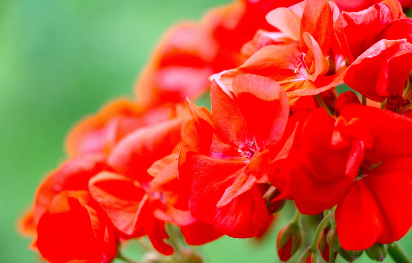 Geranium Wallpapers - Wallpaper Cave