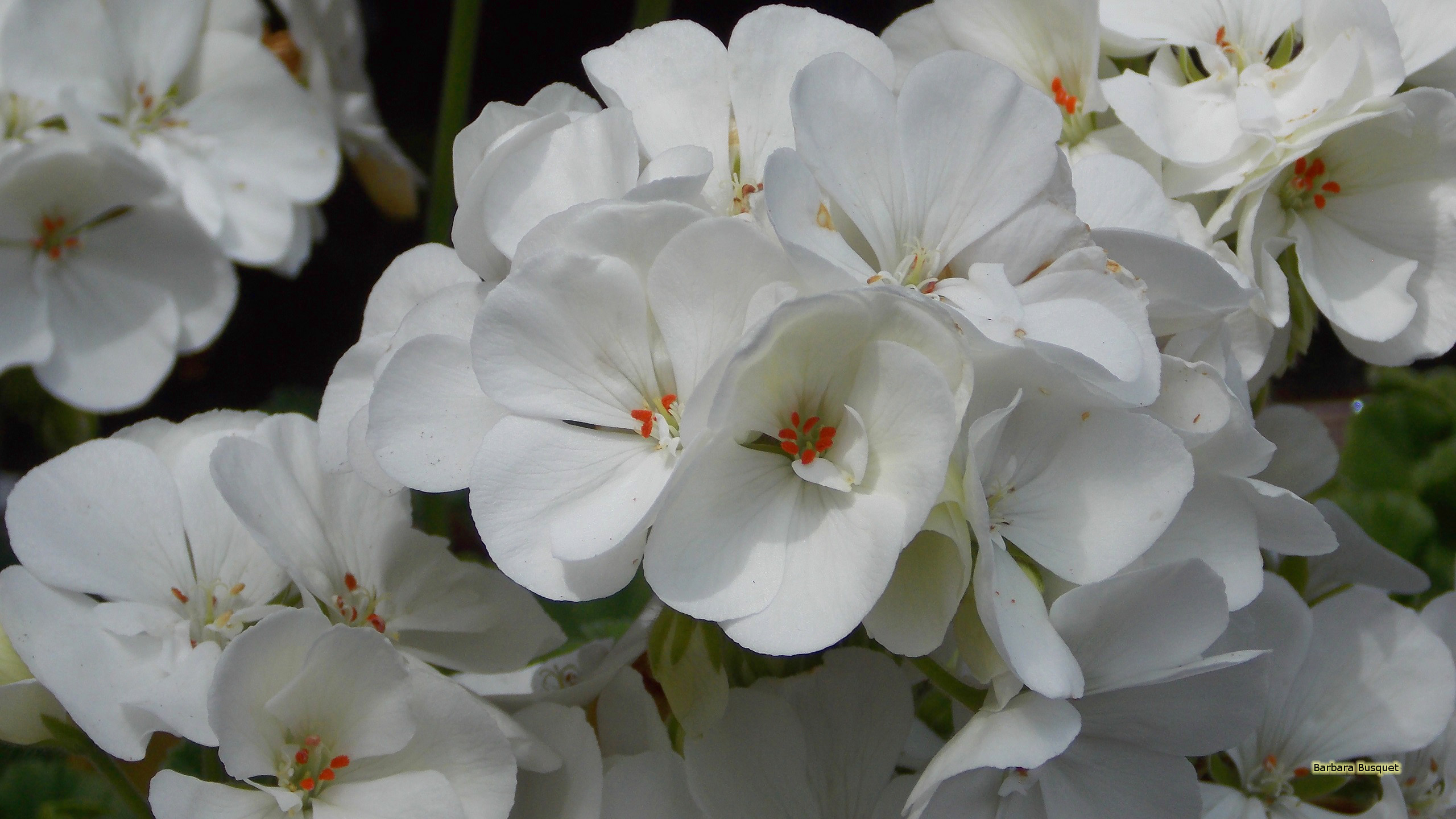 Geranium Wallpapers - Wallpaper Cave