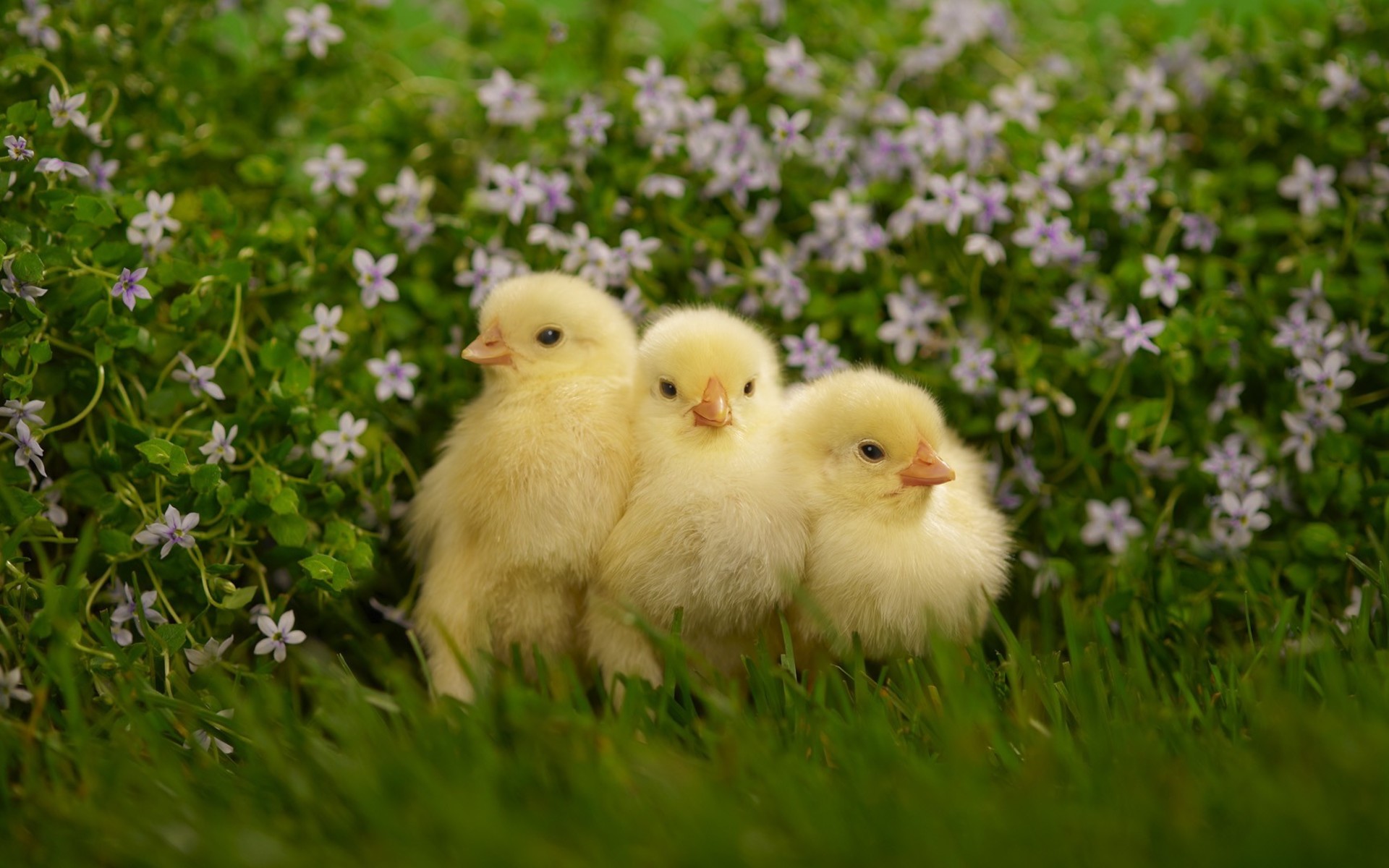 Cute Chick Wallpapers - Wallpaper Cave