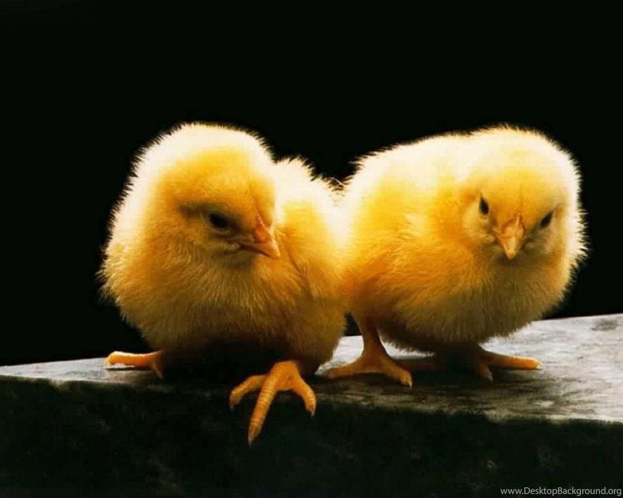 Cute Chickens Wallpapers - Wallpaper Cave