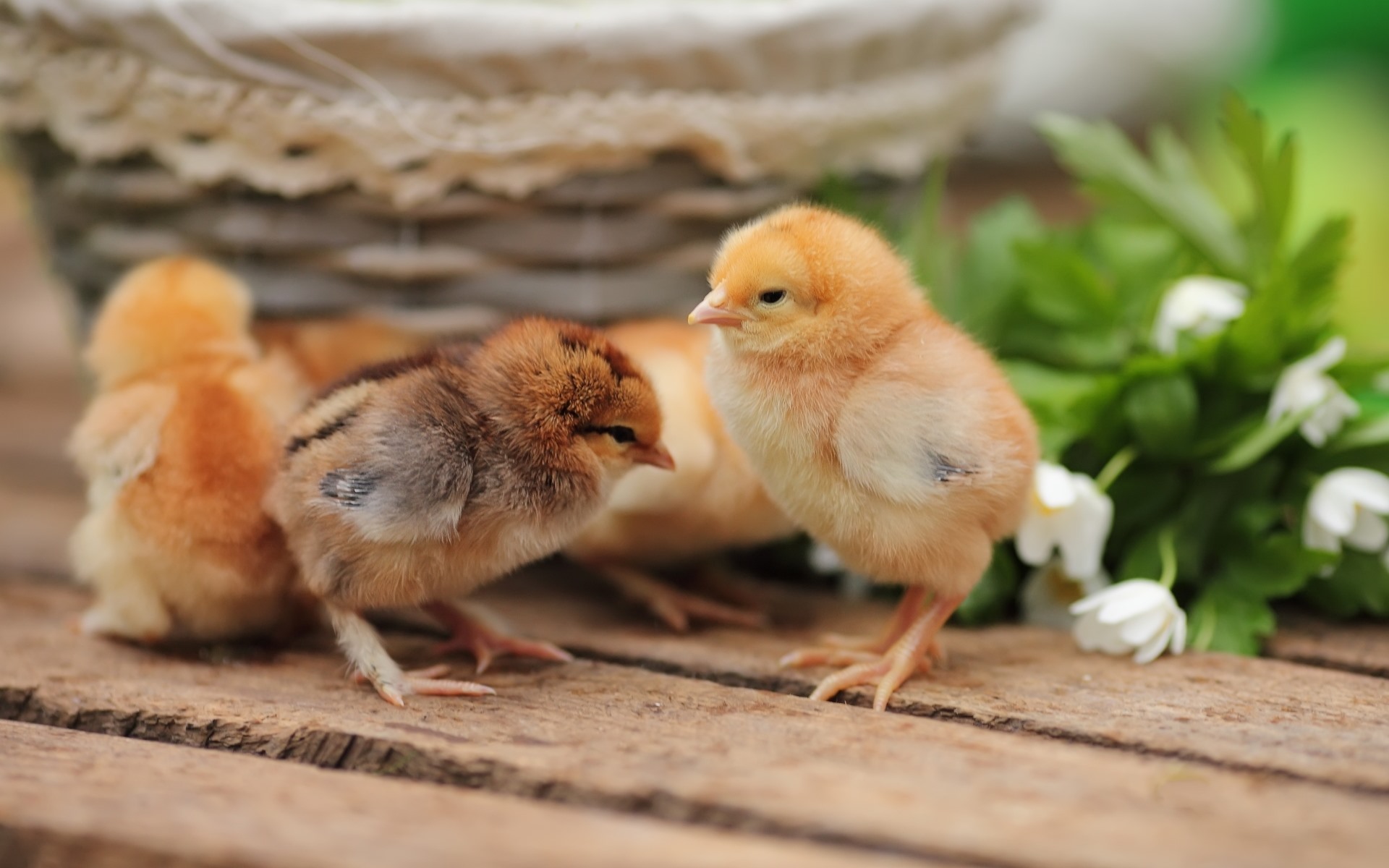 Cute Chickens Wallpapers - Wallpaper Cave