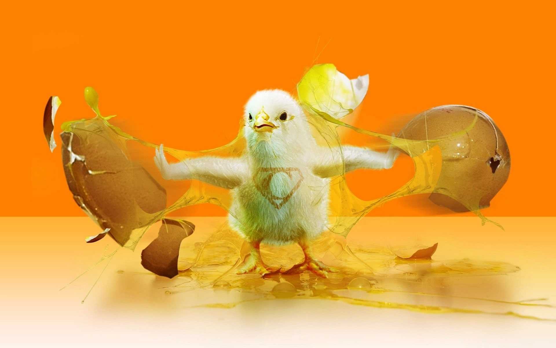 Cute Chickens Wallpapers - Wallpaper Cave