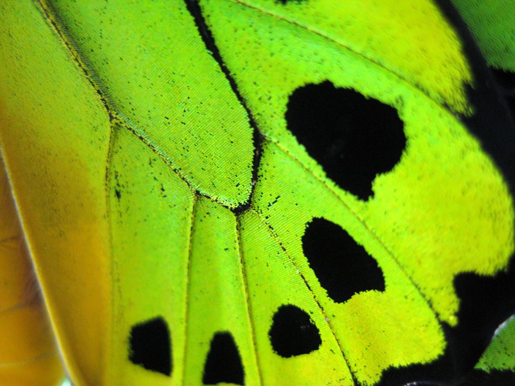 Butterfly Wings Wallpapers - Wallpaper Cave