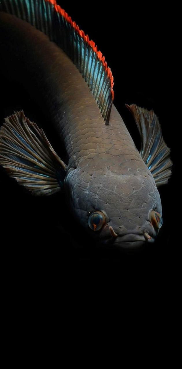 Snakehead Wallpapers - Wallpaper Cave