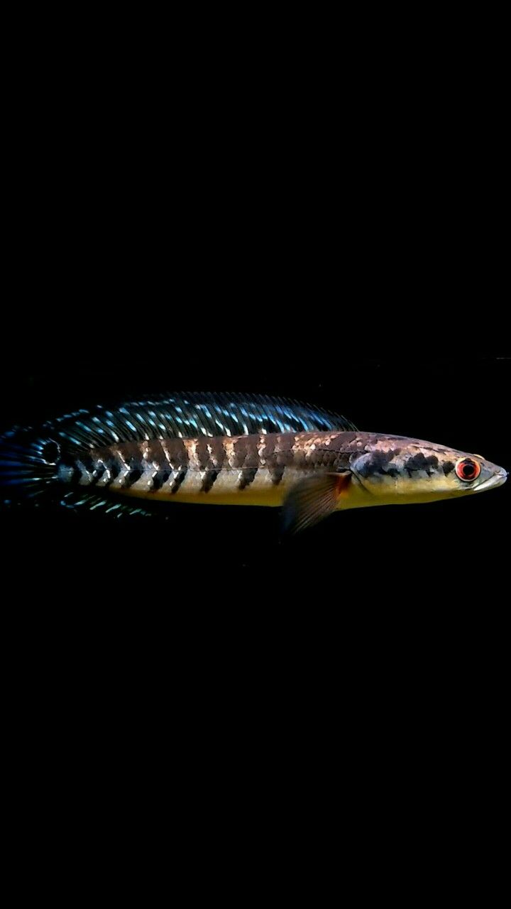 Snakehead Wallpapers - Wallpaper Cave