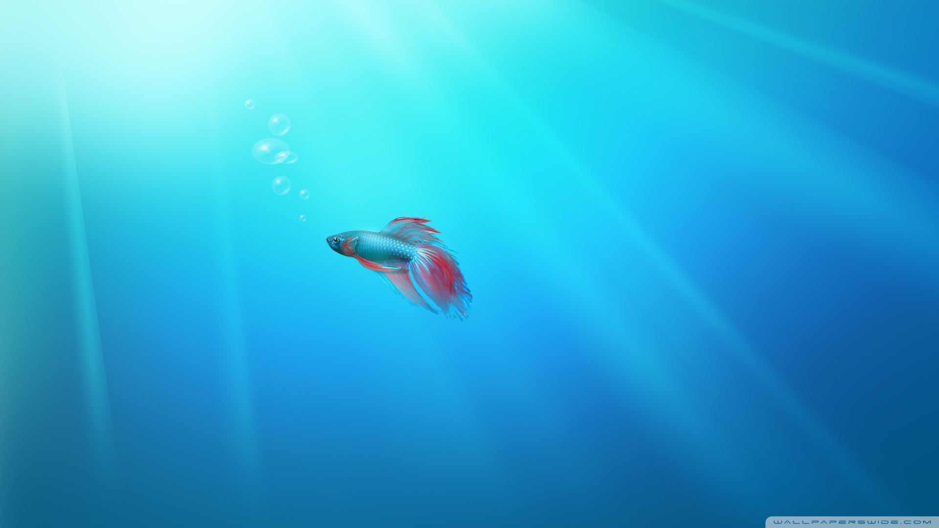 Fish Ultra HD Wallpapers - Wallpaper Cave