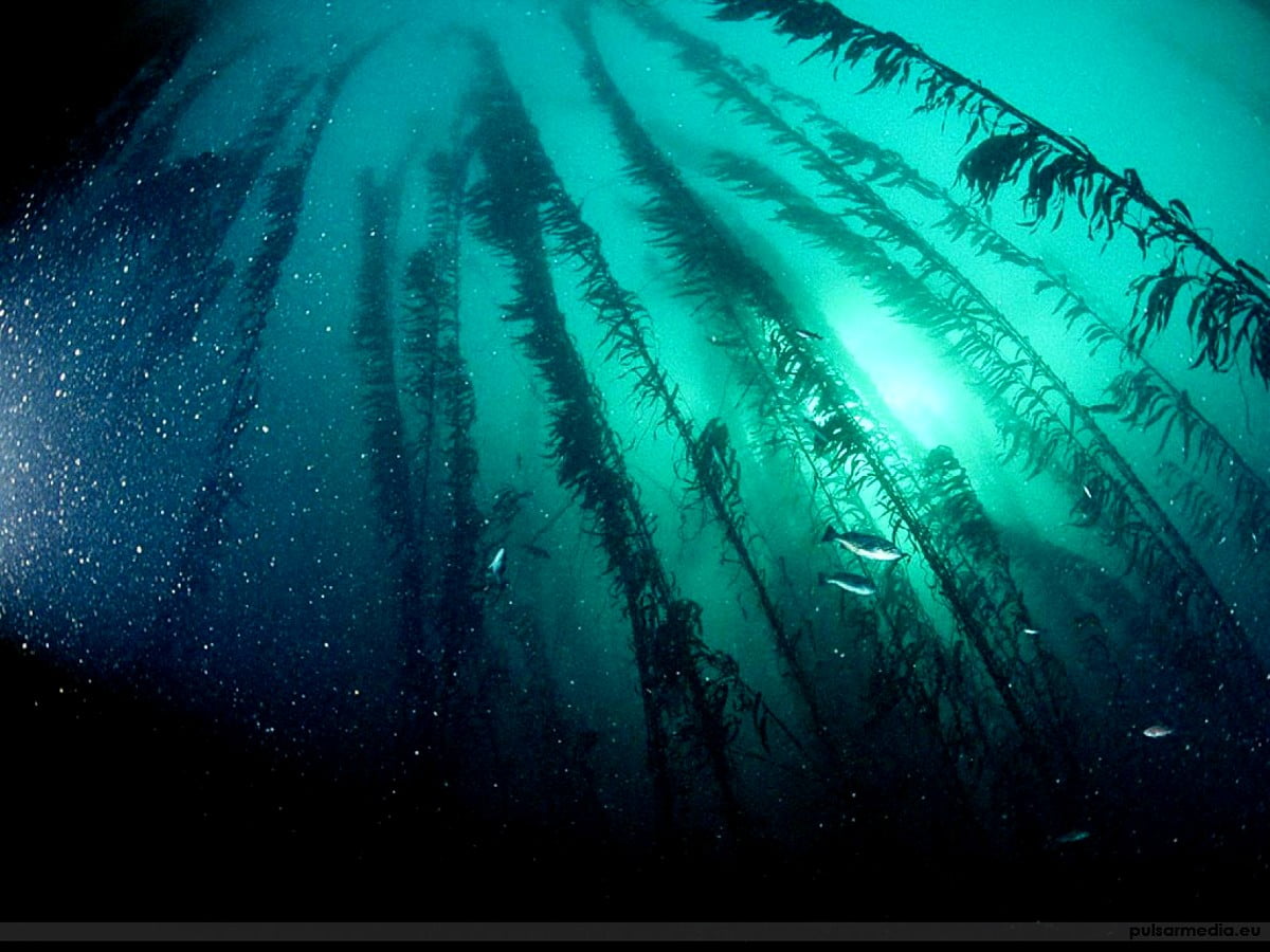 Aqua Green Wallpapers - Wallpaper Cave