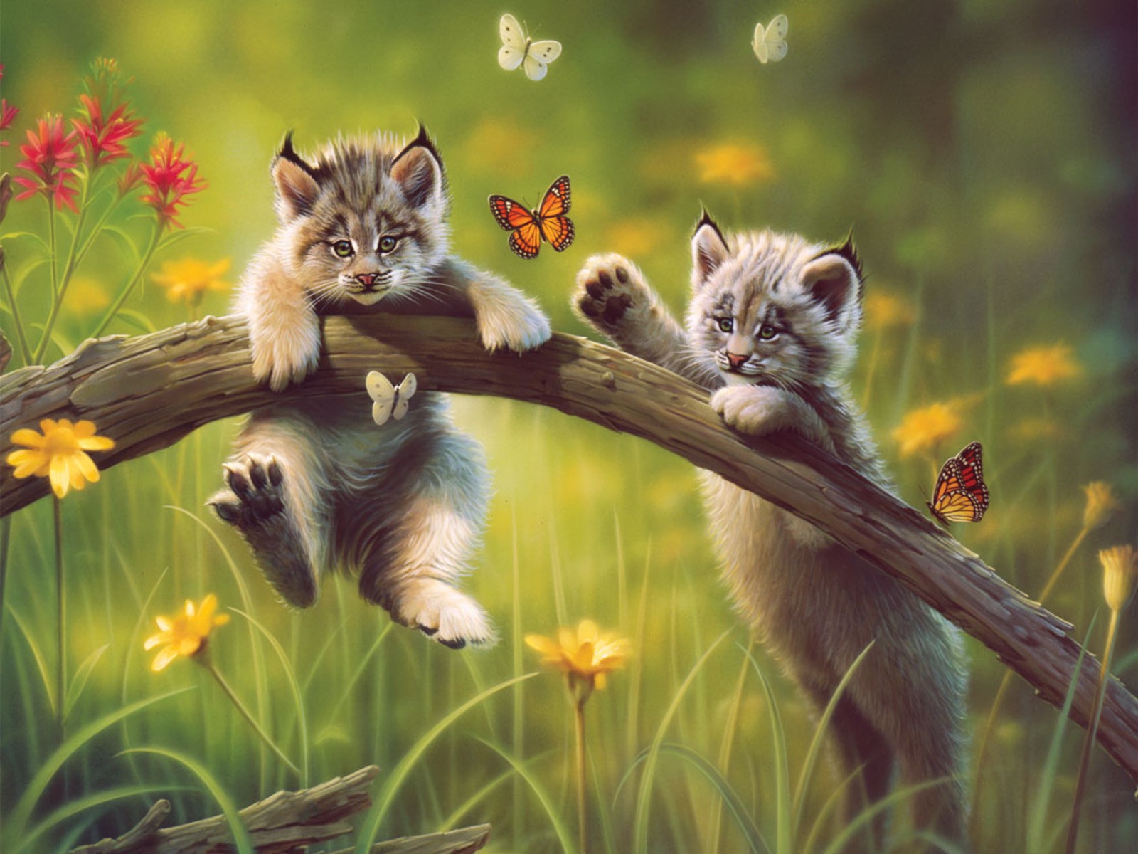 Cat Butterfly Wallpapers - Wallpaper Cave