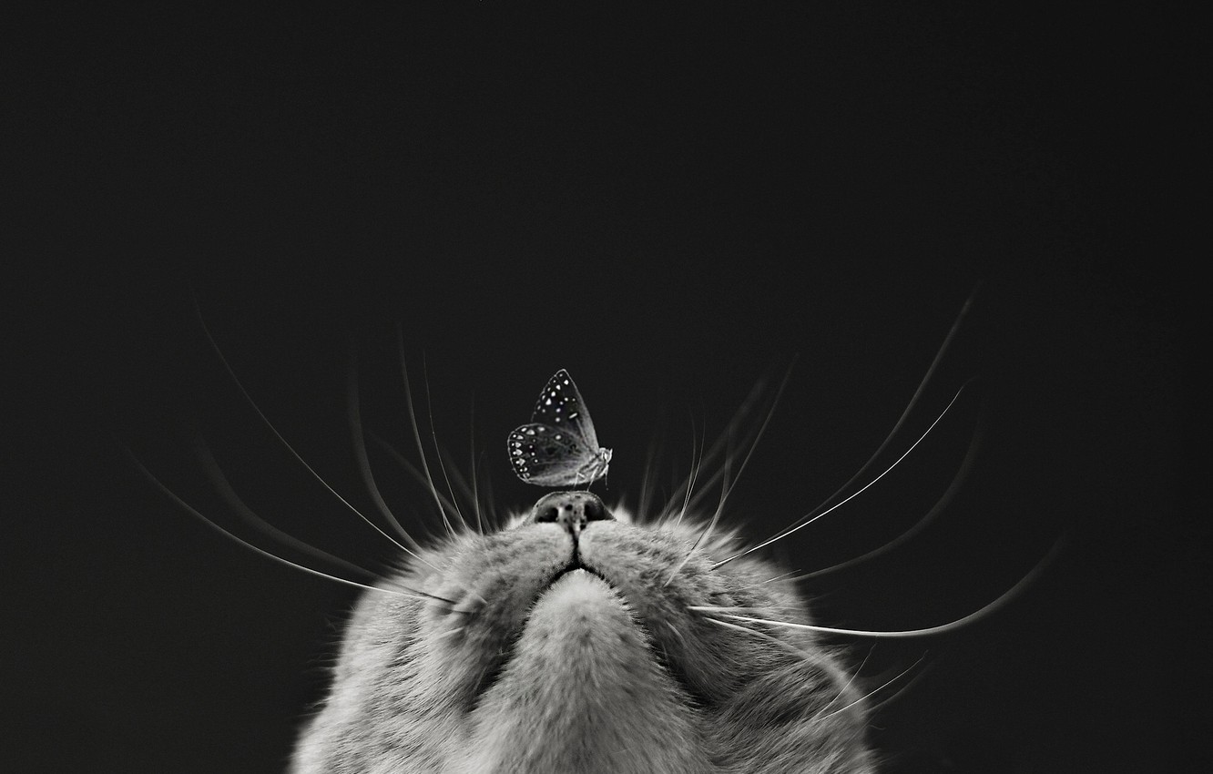 Cat Butterfly Wallpapers - Wallpaper Cave