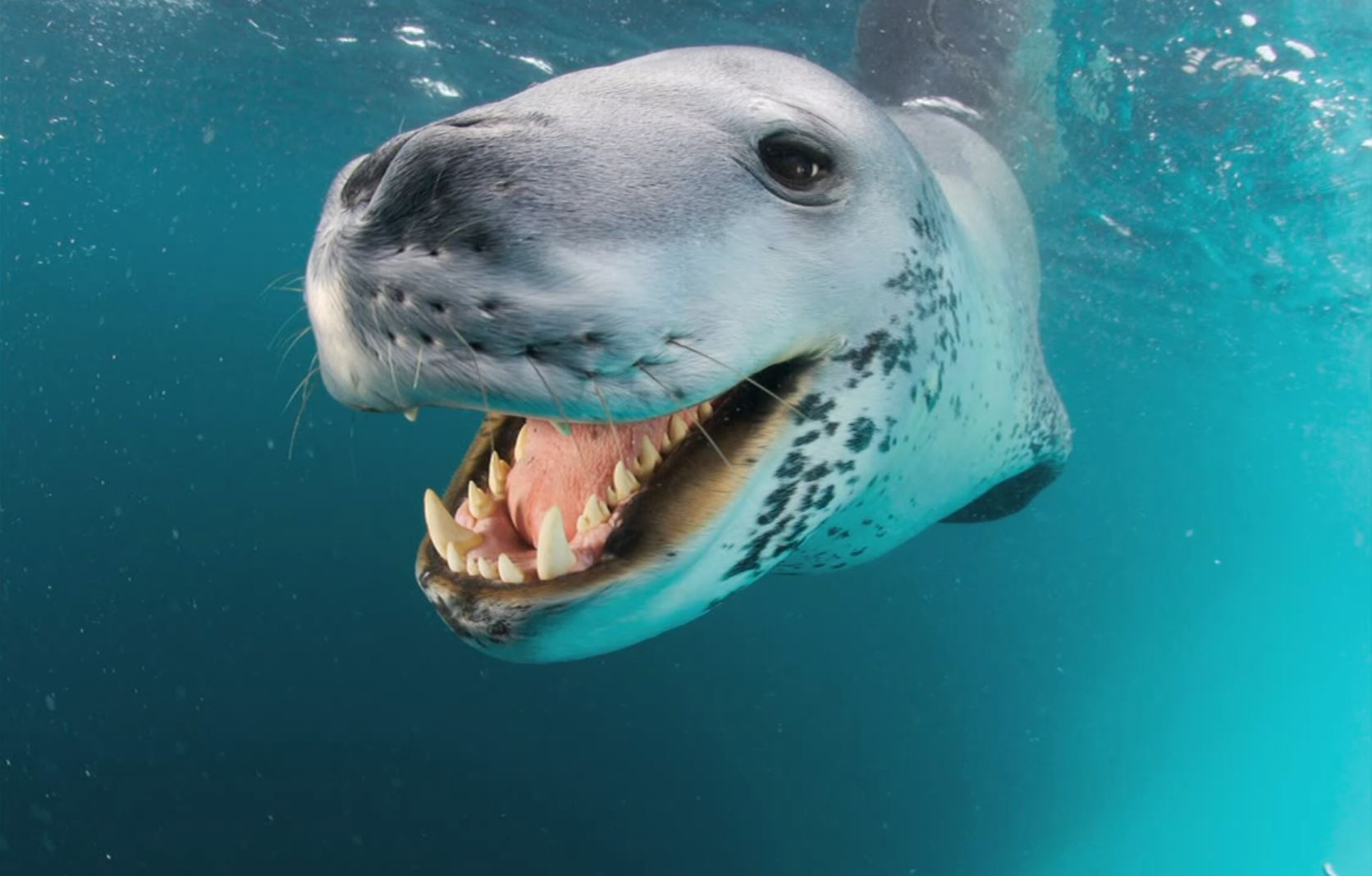 Leopard Seal Wallpapers - Wallpaper Cave