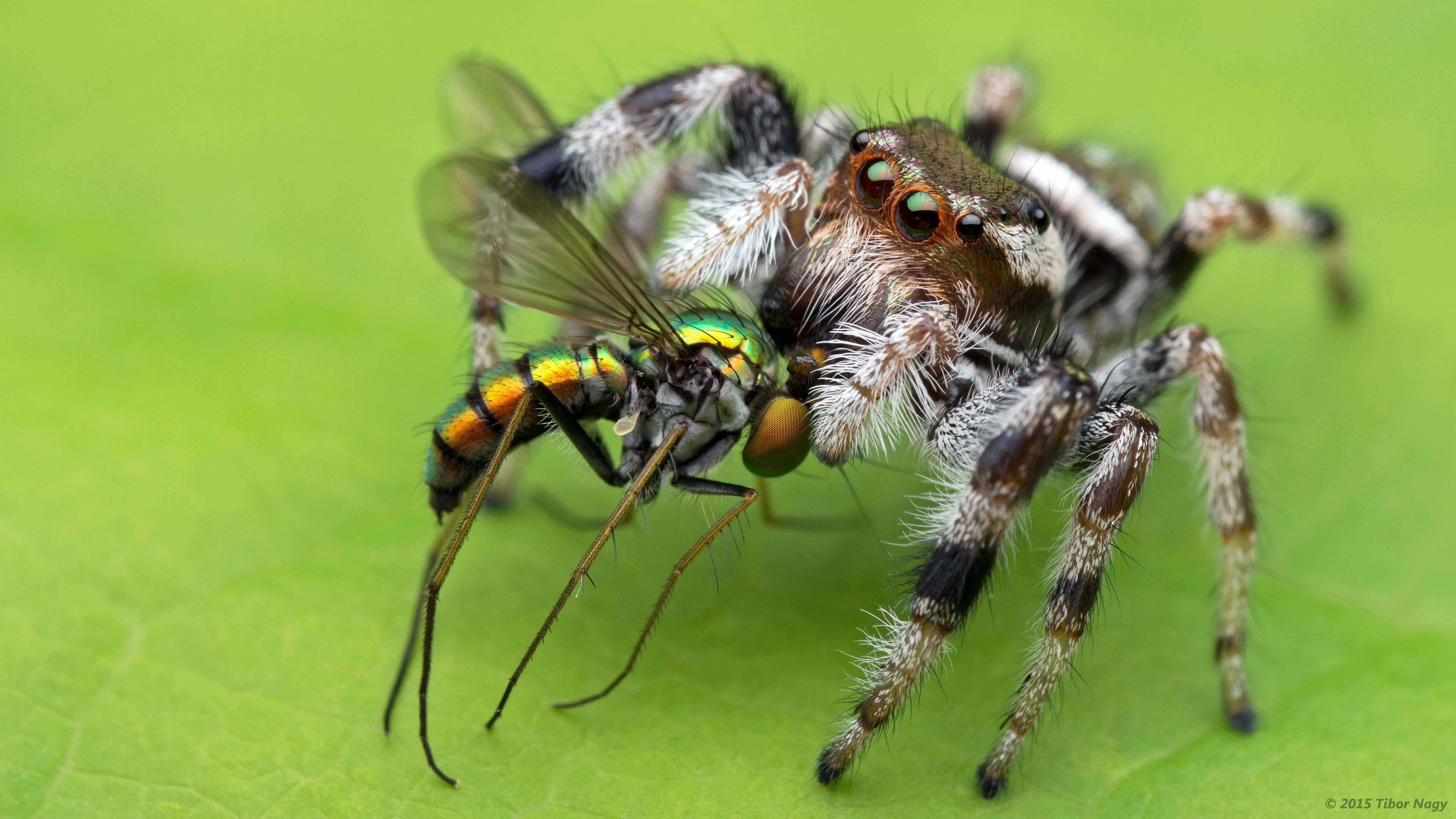 Jumping Spider Wallpapers - Wallpaper Cave