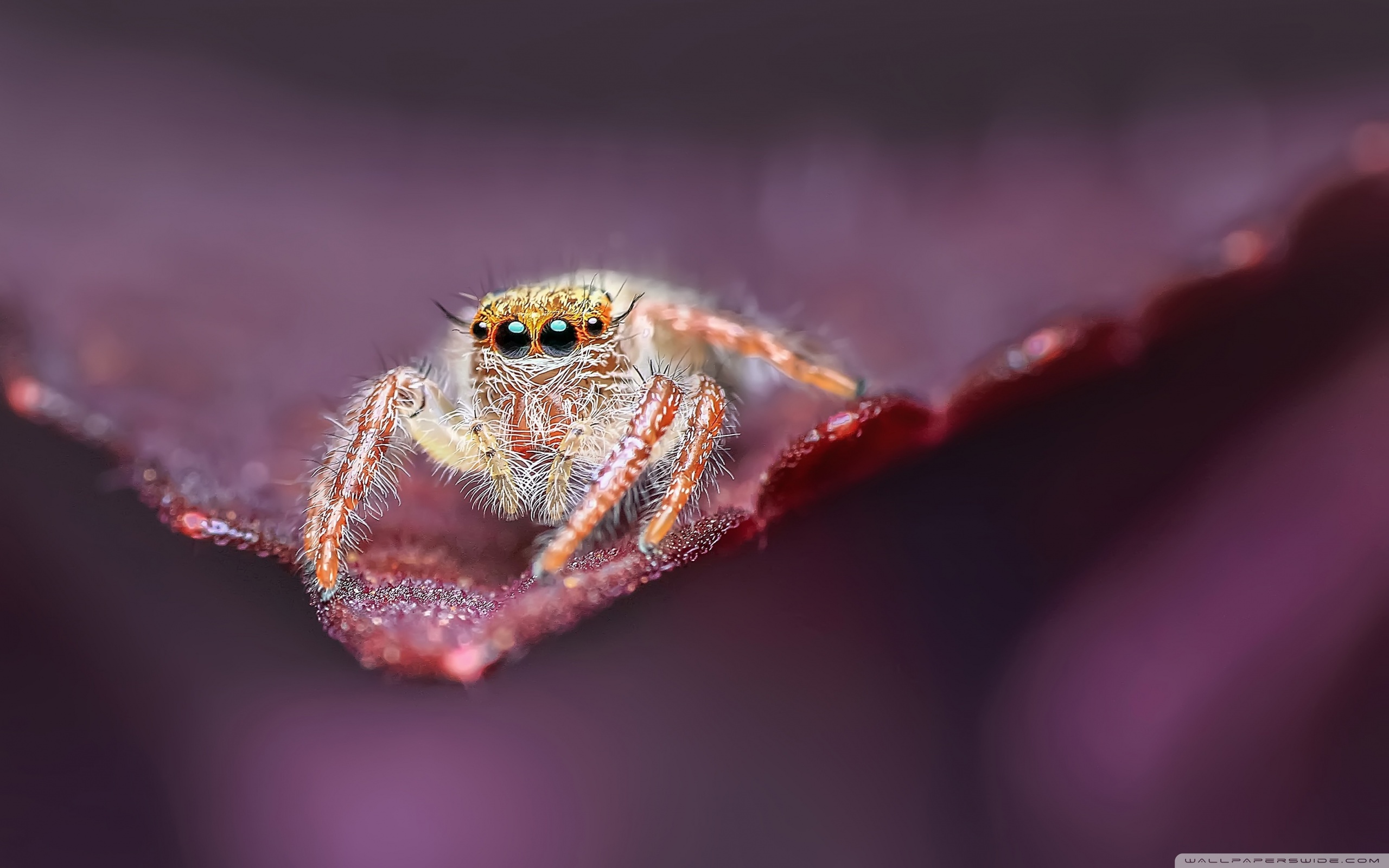 Jumping Spider Wallpapers - Wallpaper Cave