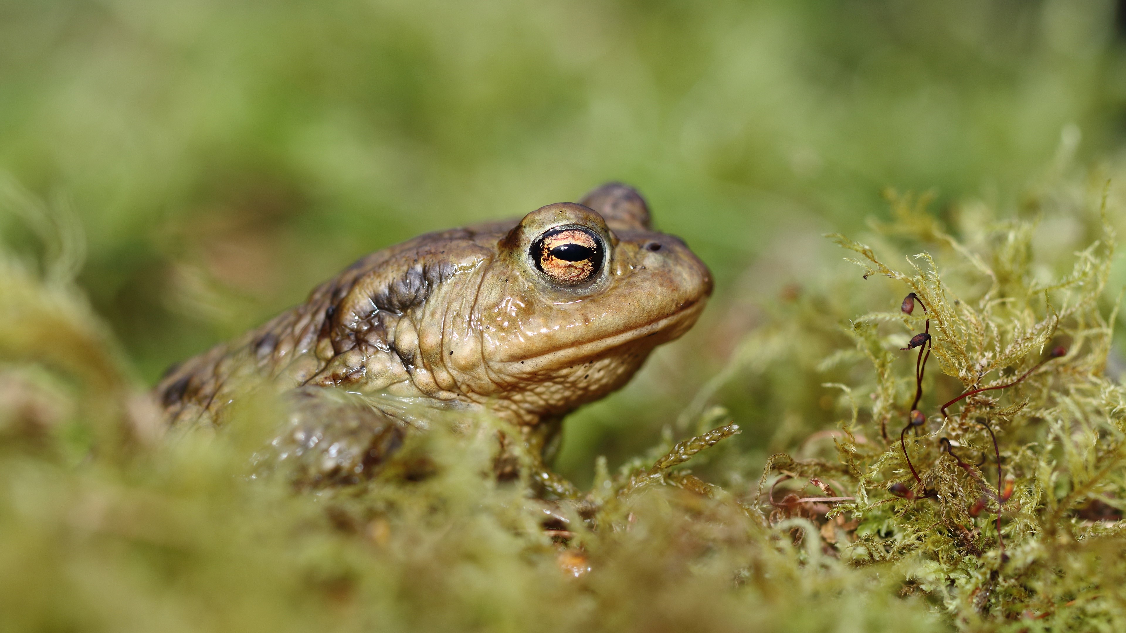 True Toad Wallpapers - Wallpaper Cave