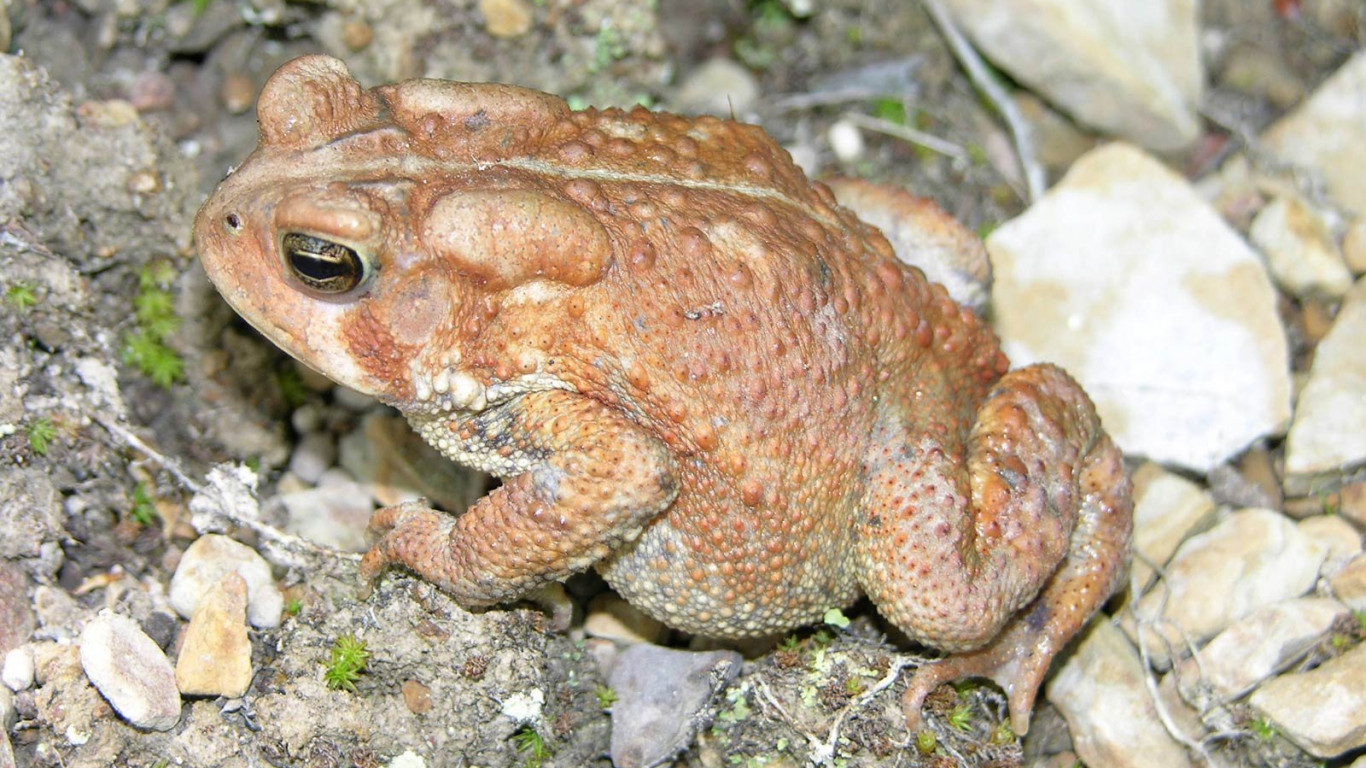 True Toad Wallpapers - Wallpaper Cave
