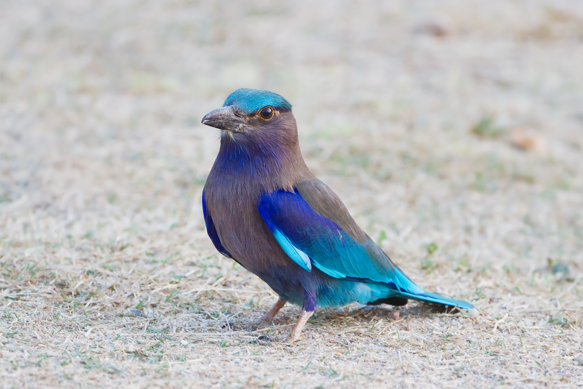 Indian Roller Wallpapers - Wallpaper Cave
