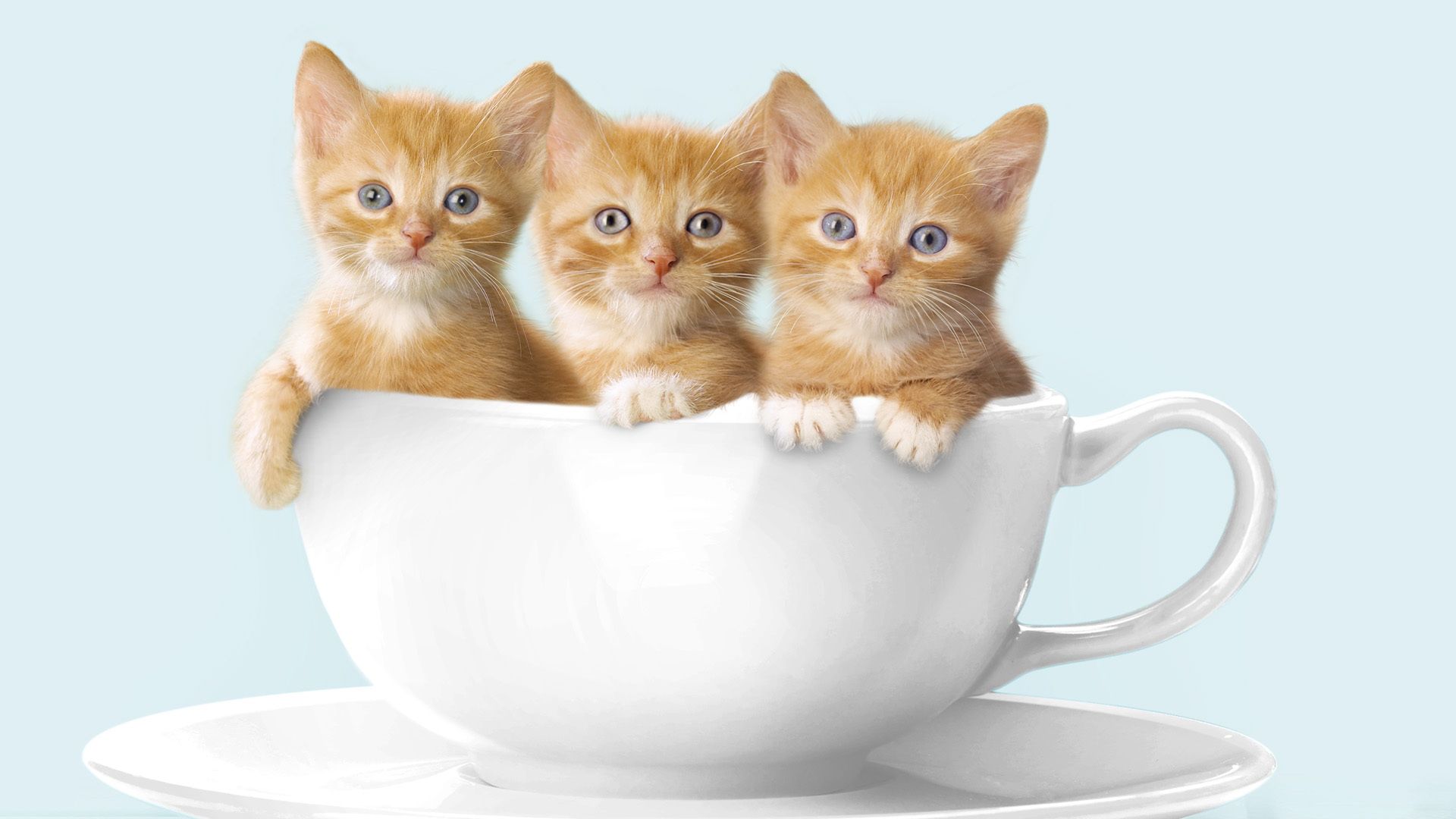 Kitty In A Cup Wallpapers Wallpaper Cave
