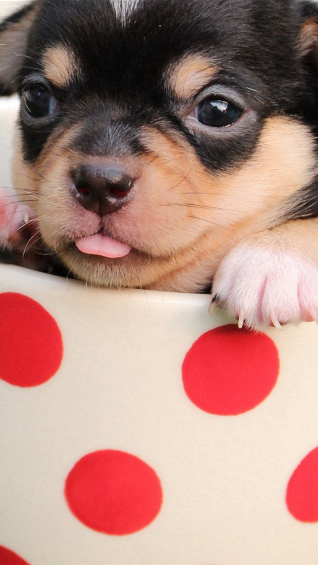 Dog In A Cup Wallpapers - Wallpaper Cave