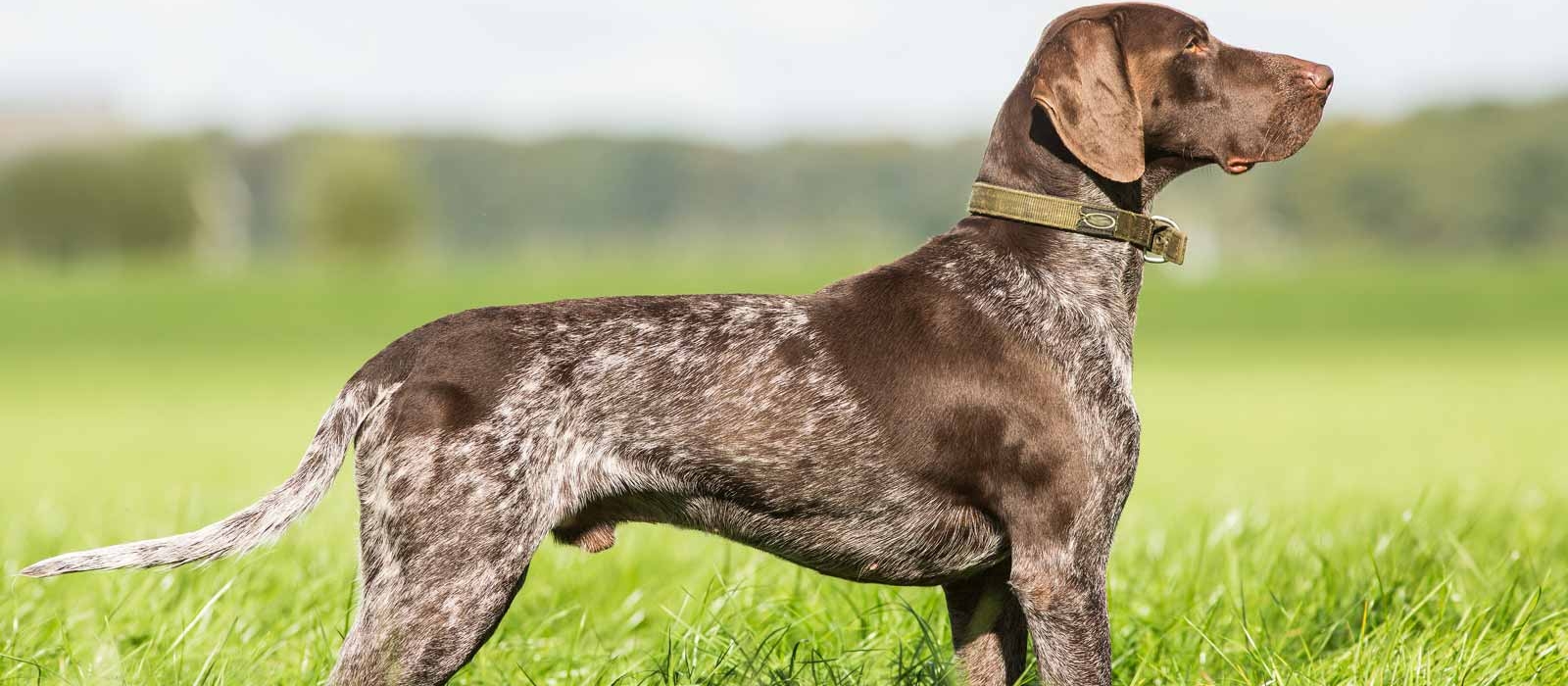 German Short Tail Pointer Wallpapers - Wallpaper Cave