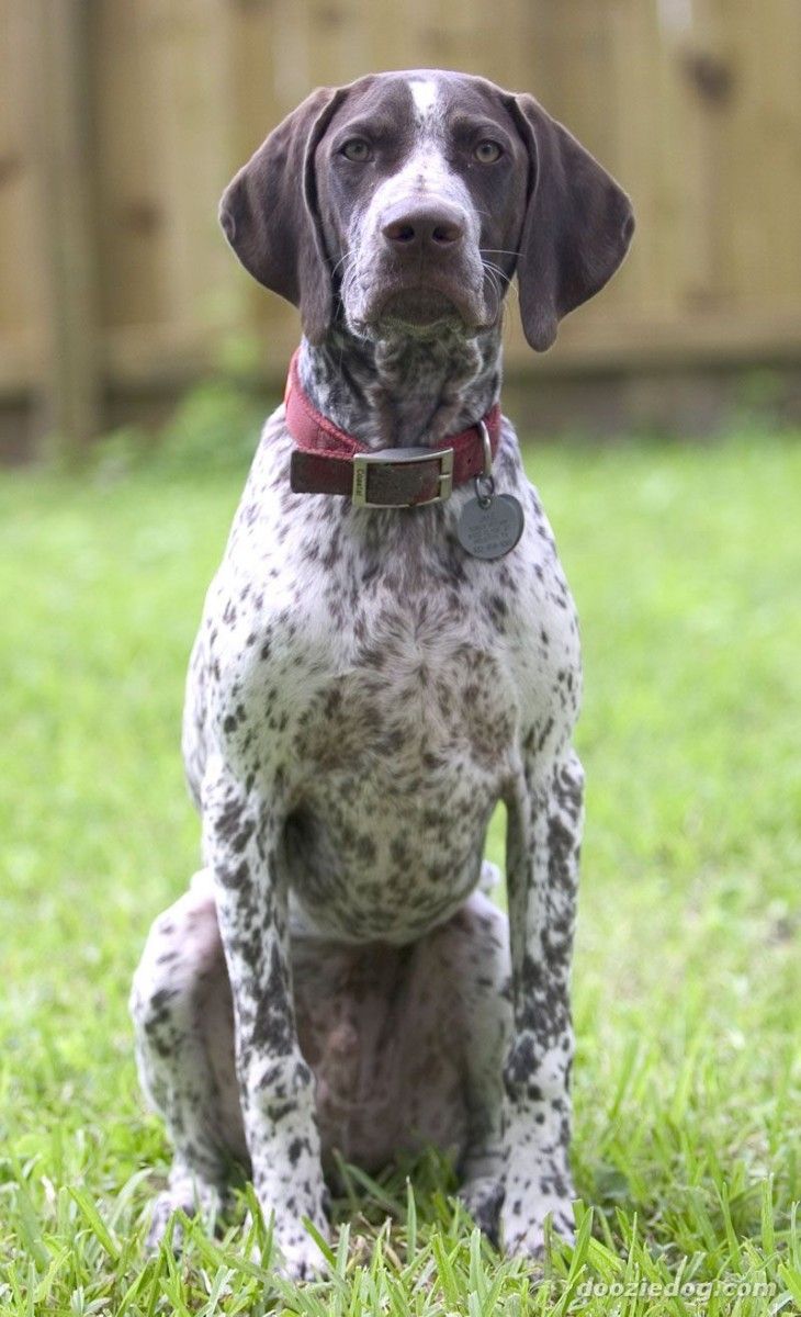 German Short Tail Pointer Wallpapers - Wallpaper Cave