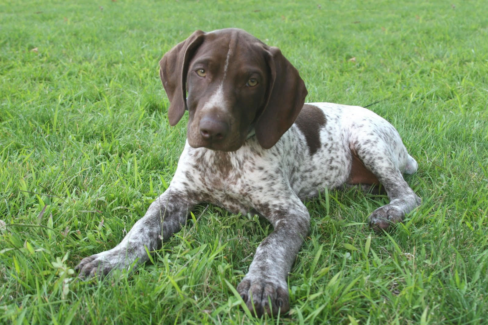 German Short Tail Pointer Wallpapers - Wallpaper Cave