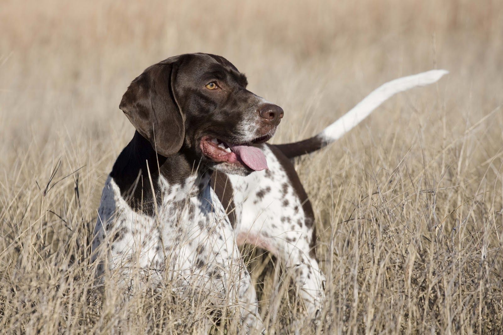 German Short Tail Pointer Wallpapers - Wallpaper Cave