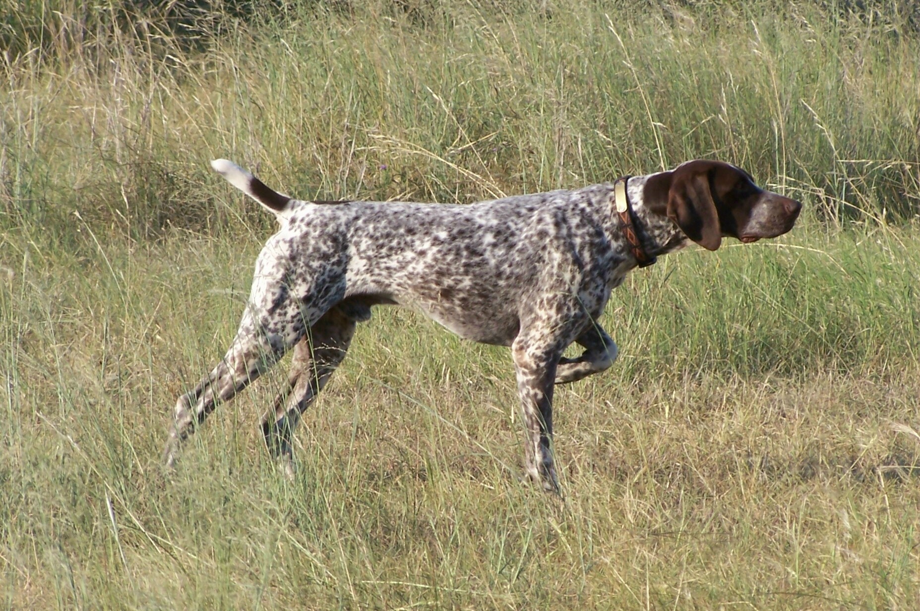 German Short Tail Pointer Wallpapers - Wallpaper Cave