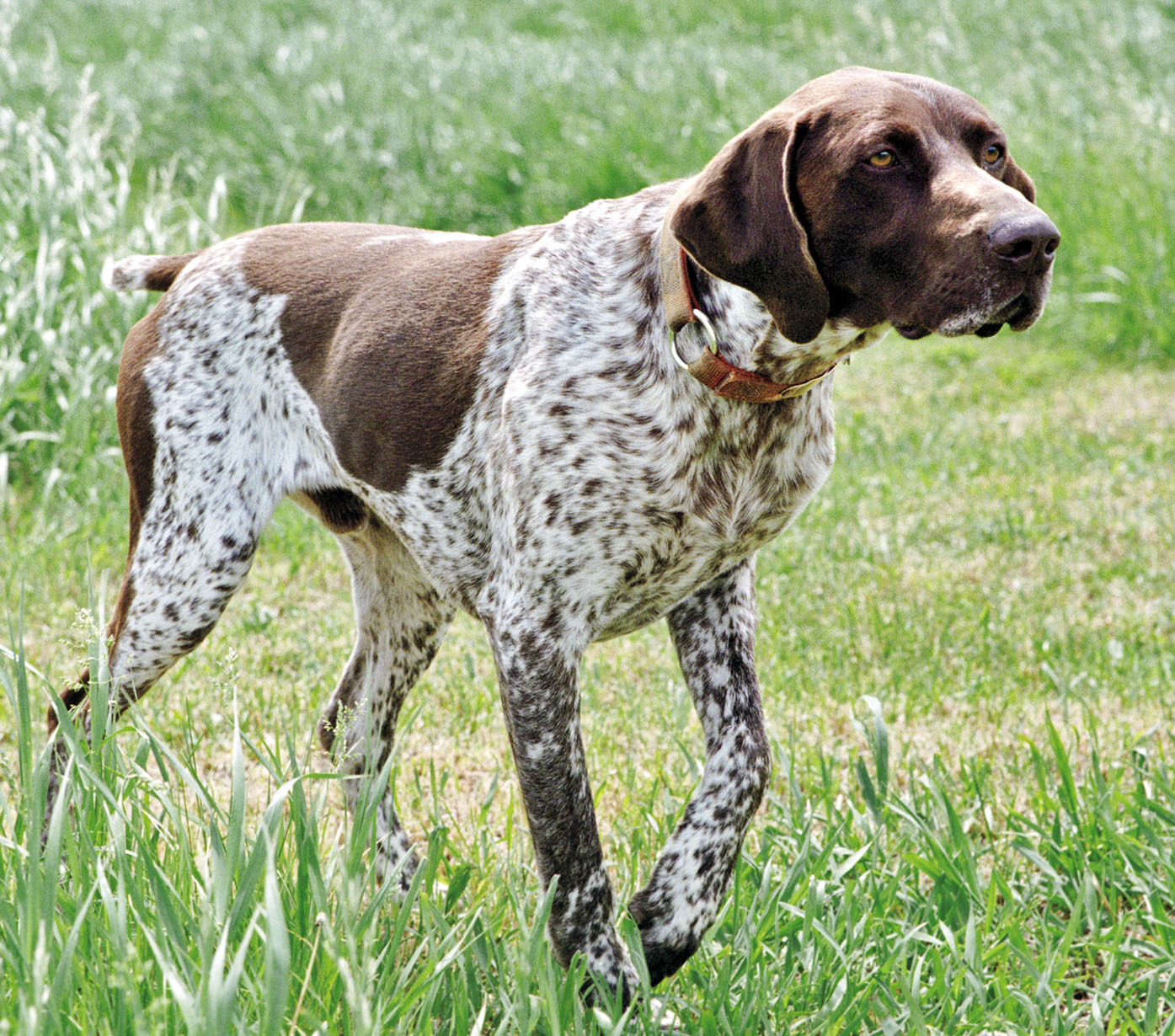 German Short Tail Pointer Wallpapers - Wallpaper Cave