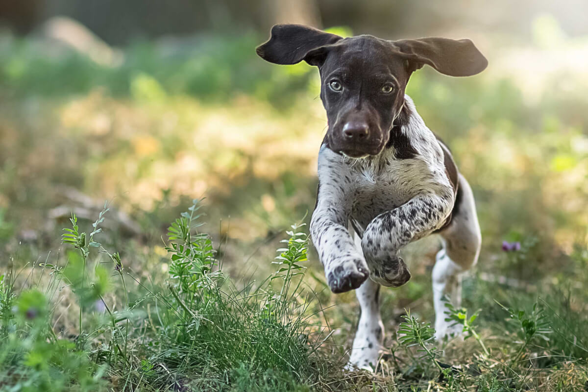 German Short Tail Pointer Wallpapers - Wallpaper Cave