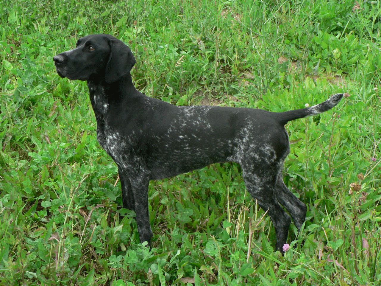 Black German Short Tail Pointer Wallpapers - Wallpaper Cave